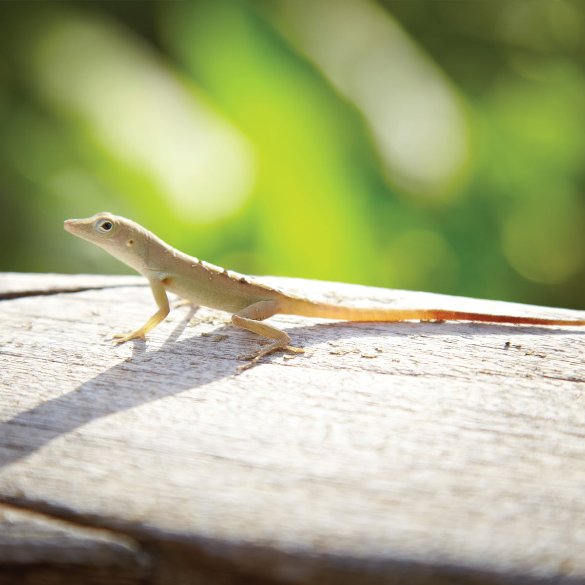 Investigating Lizard Levels - News Center - The University of Texas at ...