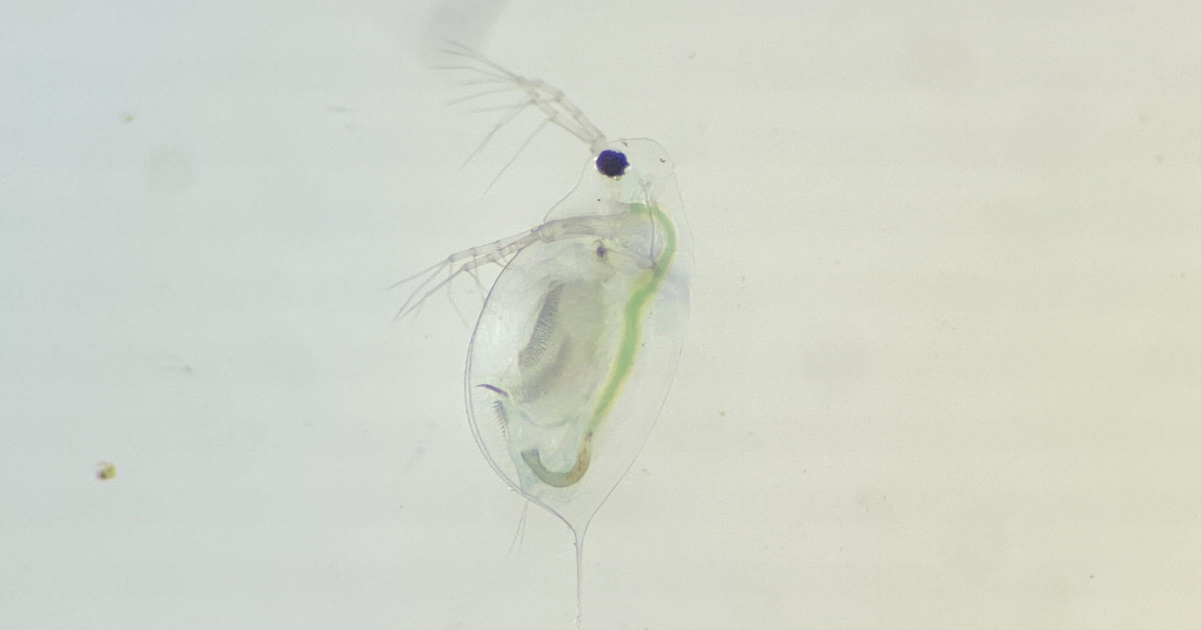 UTA research: To avoid predators, water fleas evolve rapidly - News ...