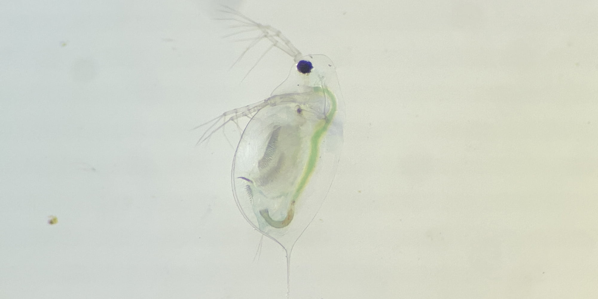 UTA research: To avoid predators, water fleas evolve rapidly - College ...