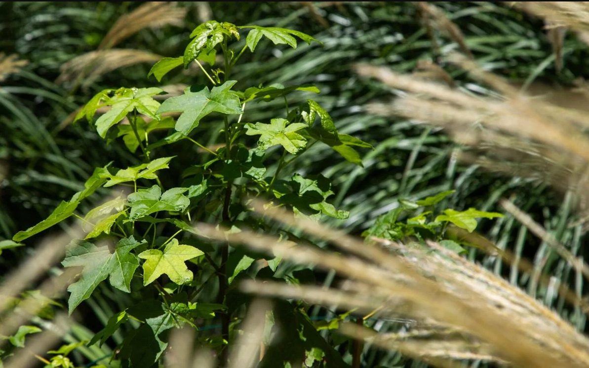 The Planetarium - The University of Texas at Arlington